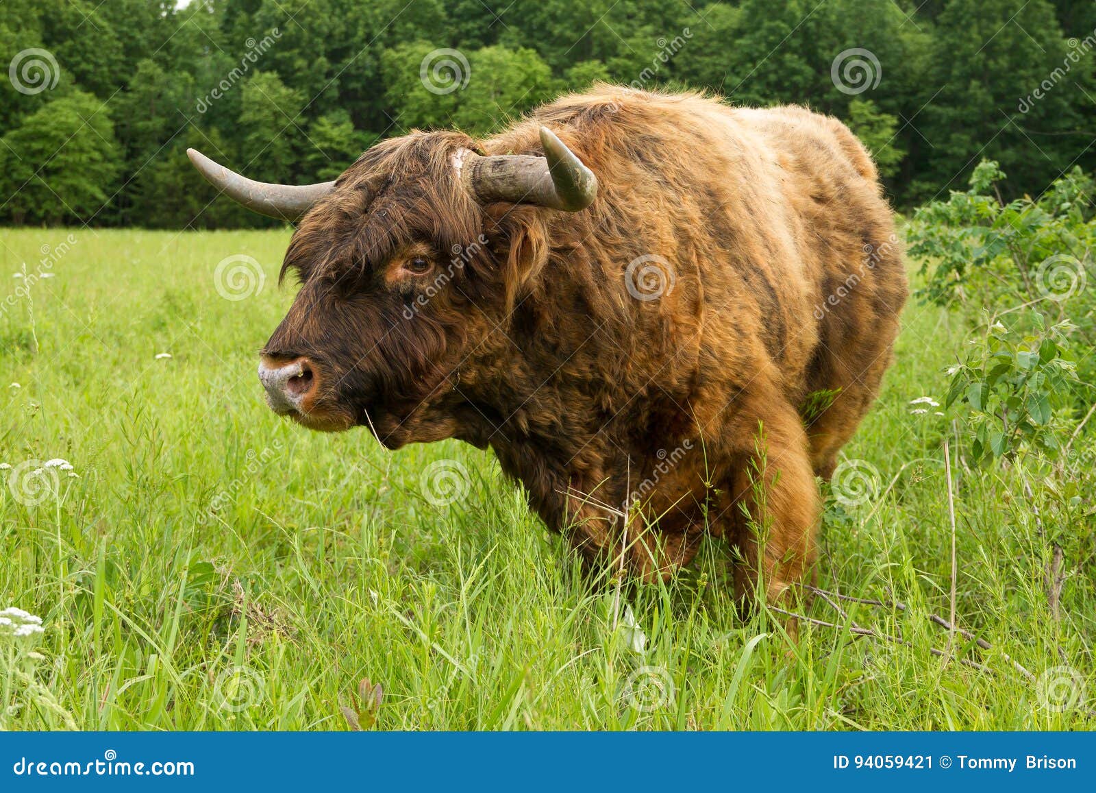 Scottish Highland Bull stock image. Image of field, domestic - 94059421
