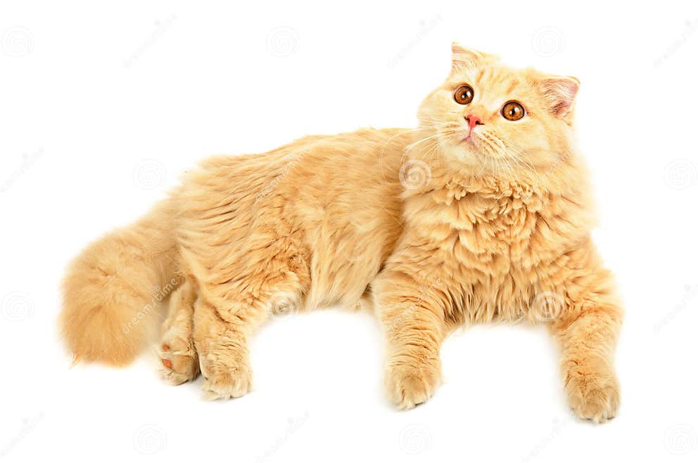 Scottish highland cat stock photo. Image of kitty, lovable - 21360928
