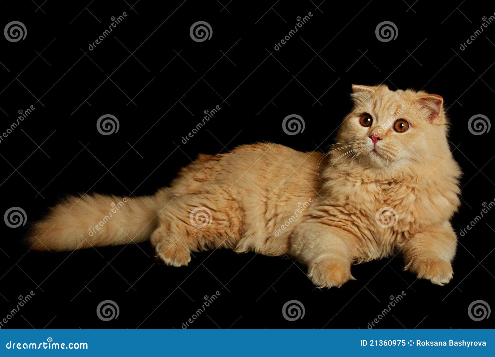 Scottish highland cat stock image. Image of animal, purebred - 21360975