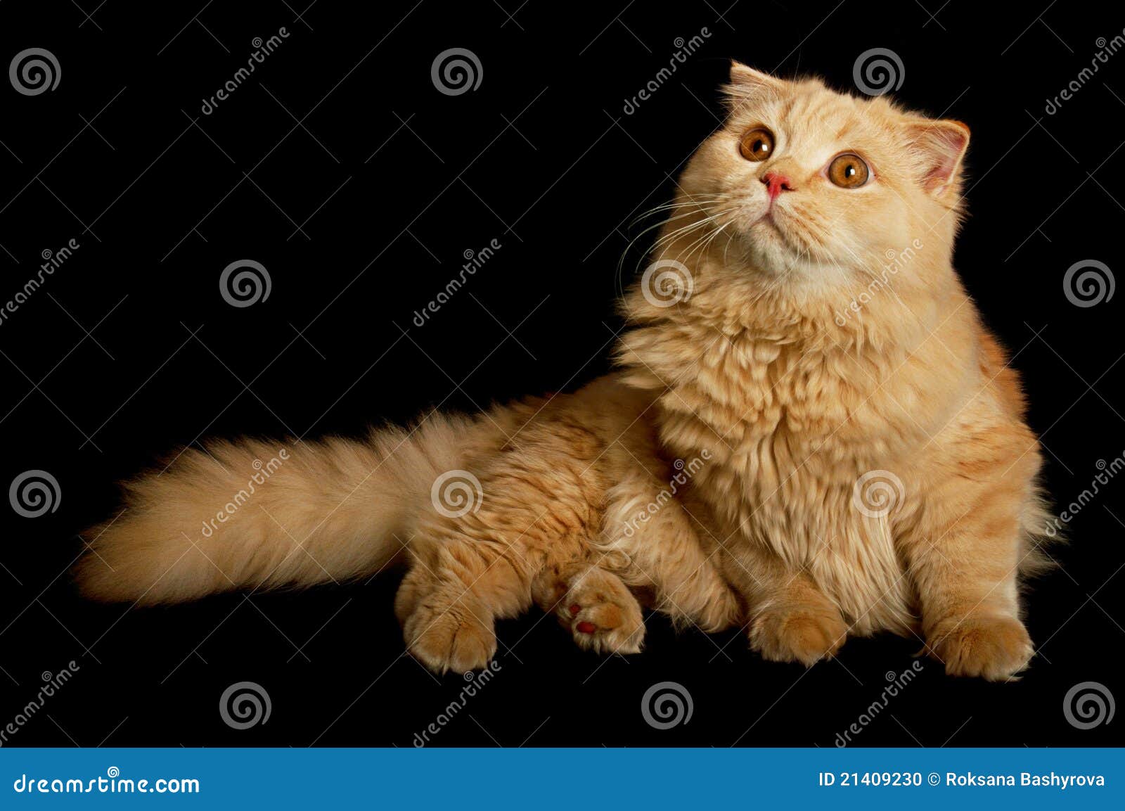 Scottish highland cat stock photo. Image of beautiful - 21409230