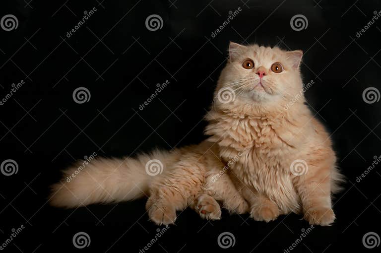Scottish highland cat stock photo. Image of shot, background - 25477310
