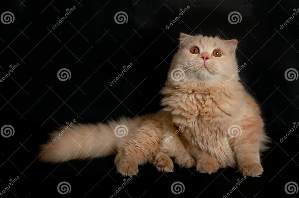 Scottish highland cat stock photo. Image of shot, background - 25477310