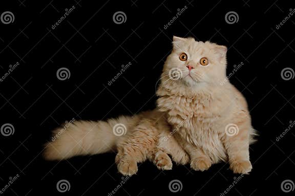 Scottish highland cat stock photo. Image of kitten, feline - 26527714