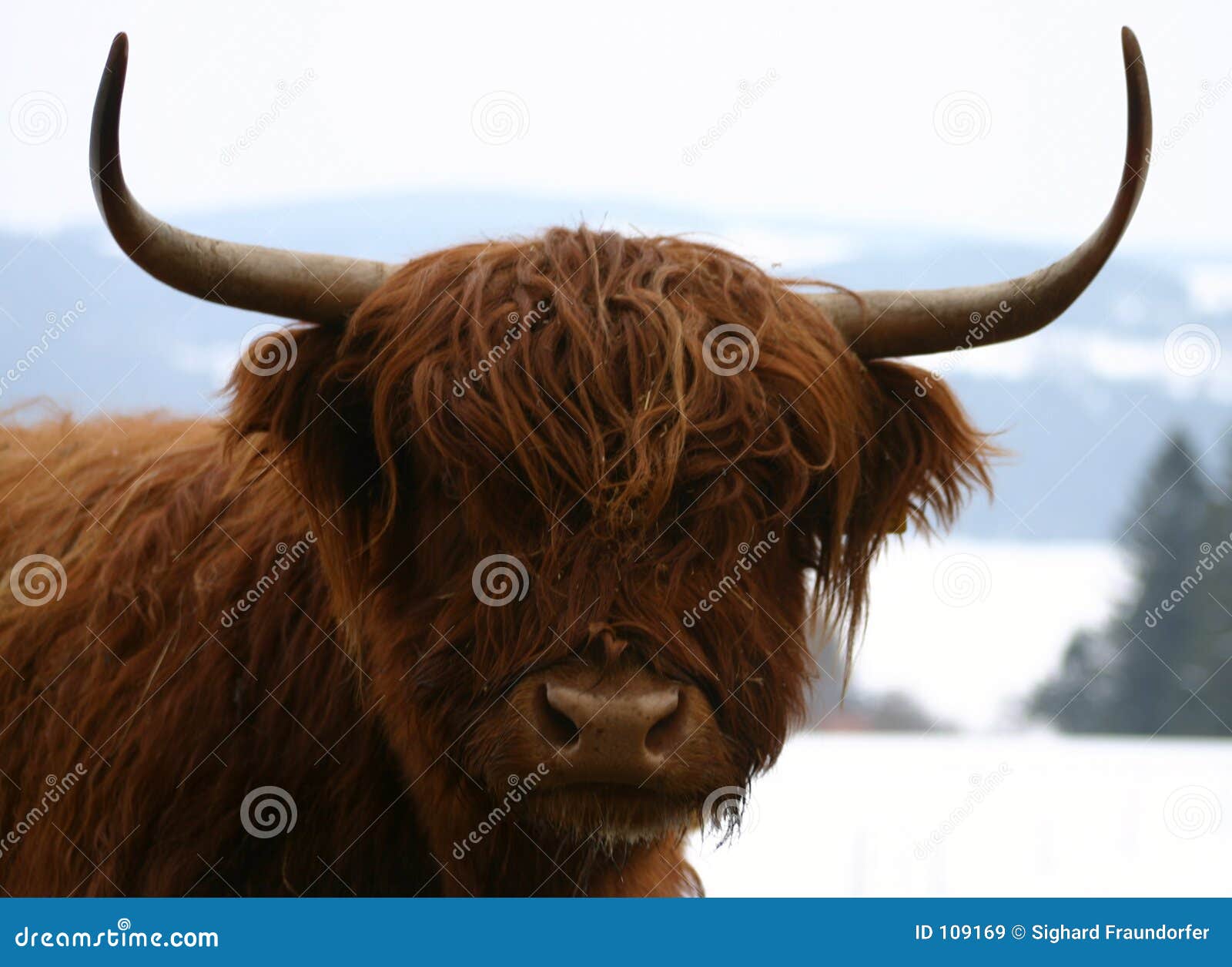 Scottish Highland cattle stock image. Image of hairy, galloway - 109169