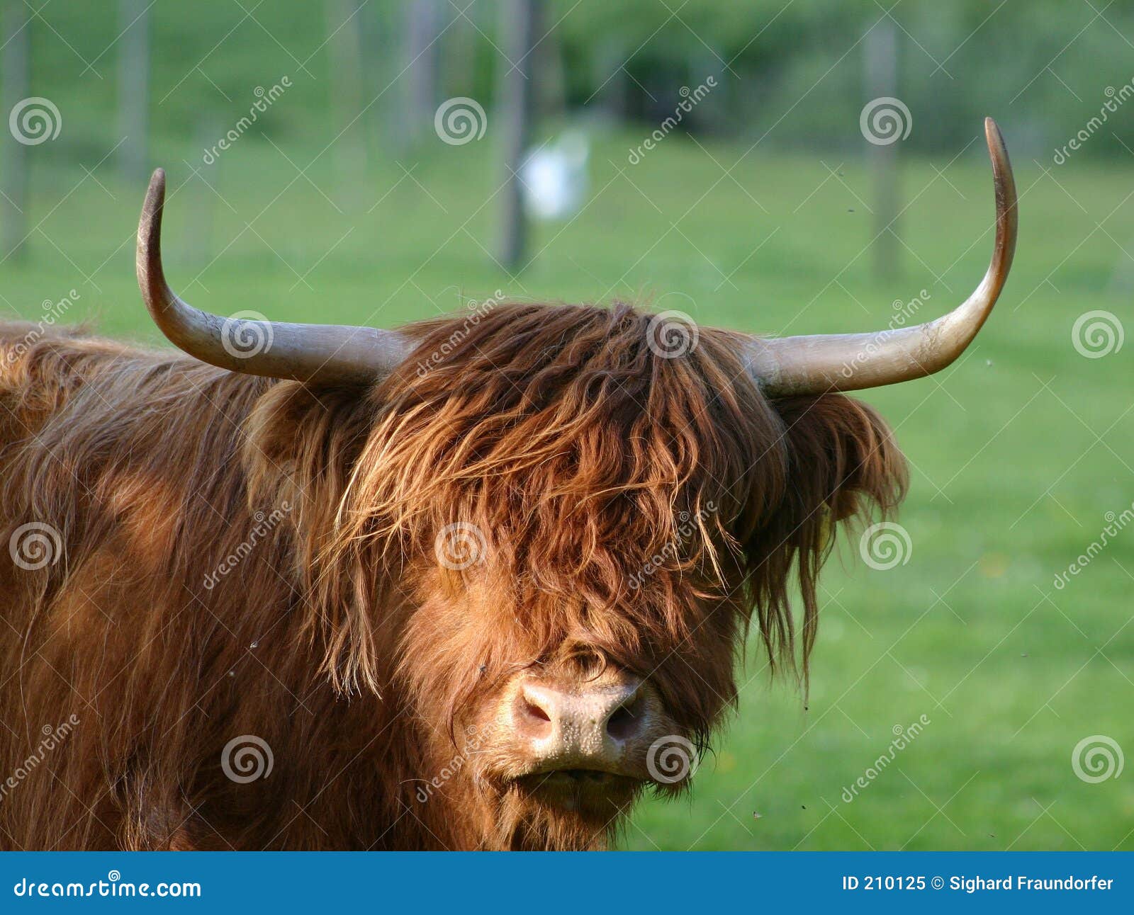 Scottish highland cattle stock image. Image of scottish - 210125