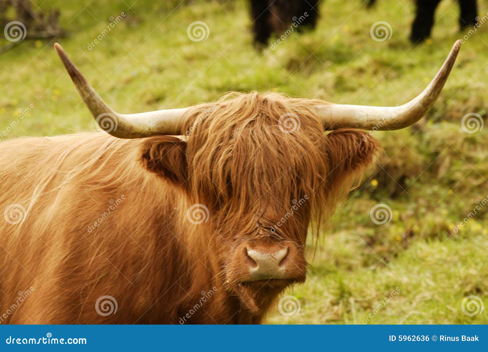 Scottish Highland Cattle stock photo. Image of hardy, highland - 5962636