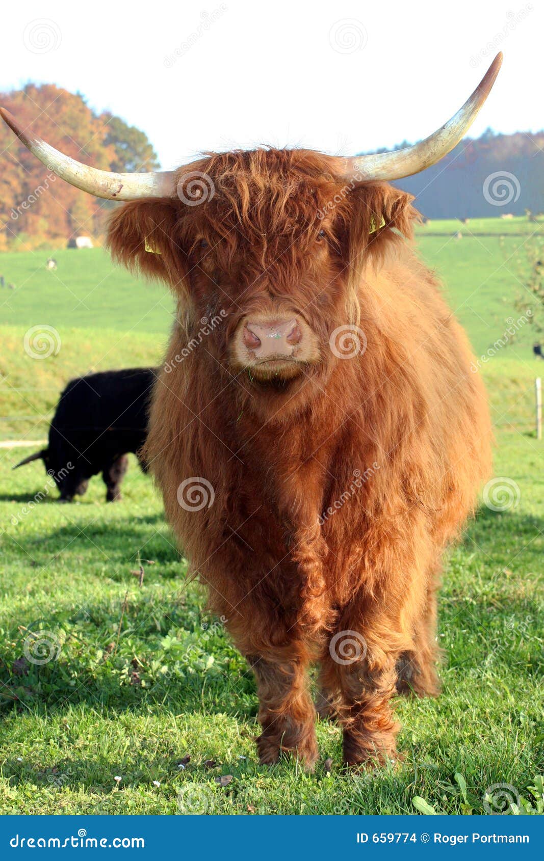 Scottish Highland Cattle stock photo. Image of furry, wild - 659774