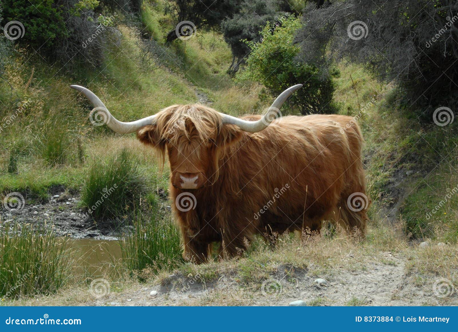 Scottish Highland Cattle Beast Stock Photo - Image of pond, trees: 8373884