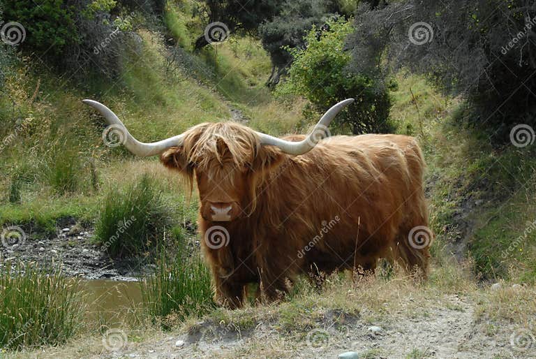 Scottish Highland Cattle Beast Stock Photo - Image of pond, trees: 8373884
