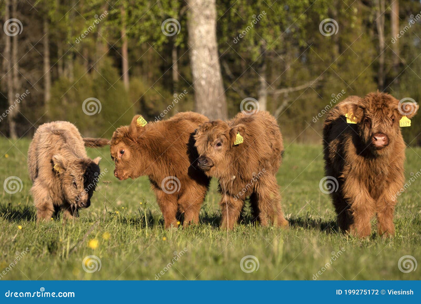 Scottish Highland Cattle Calves Staring at Camera Stock Photo - Image ...