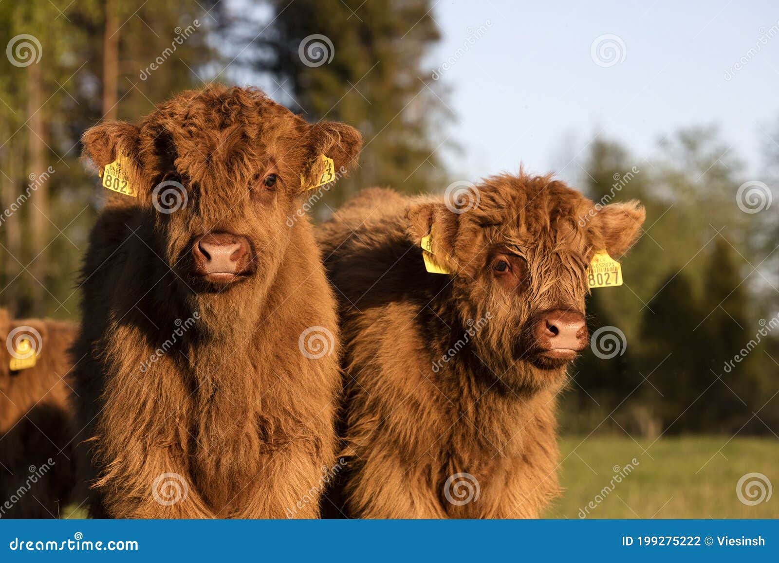 Scottish Highland Cattle Calves Staring at Camera Stock Photo - Image ...