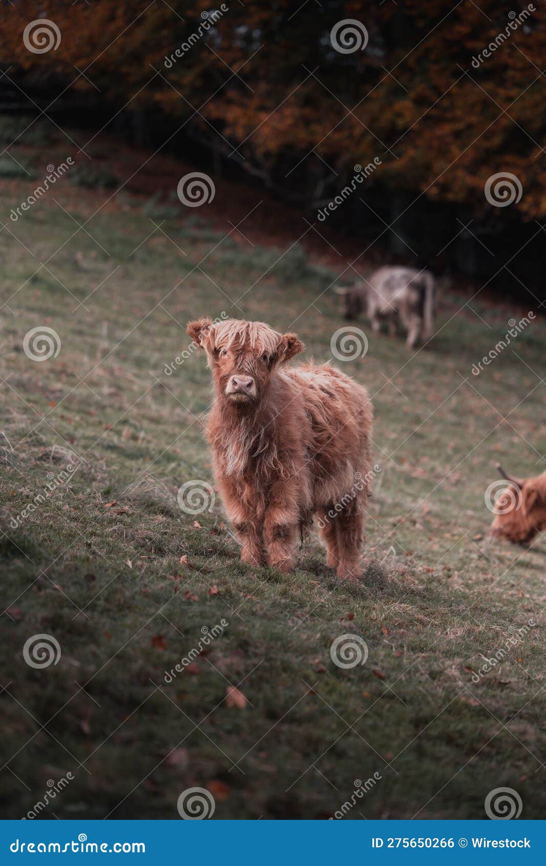 Scottish Highland Cattle in the Pasture Stock Photo - Image of cattle ...