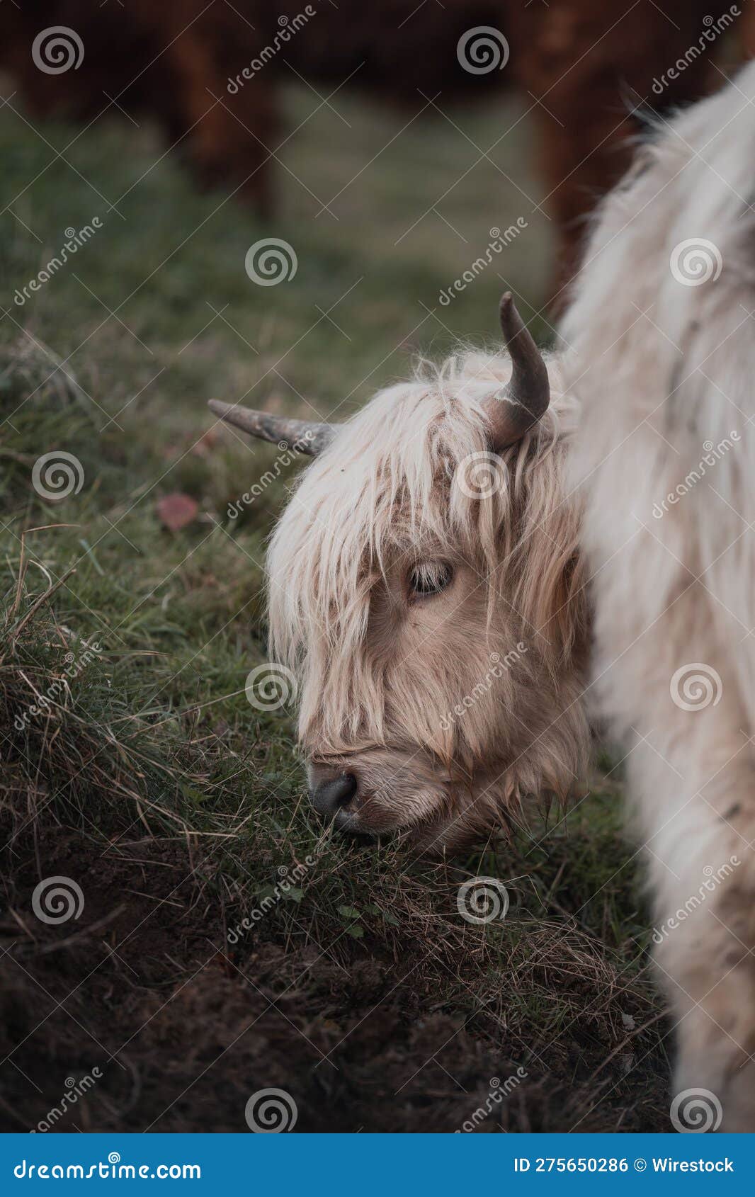 Scottish Highland Cattle in the Pasture Stock Photo - Image of outdoors ...