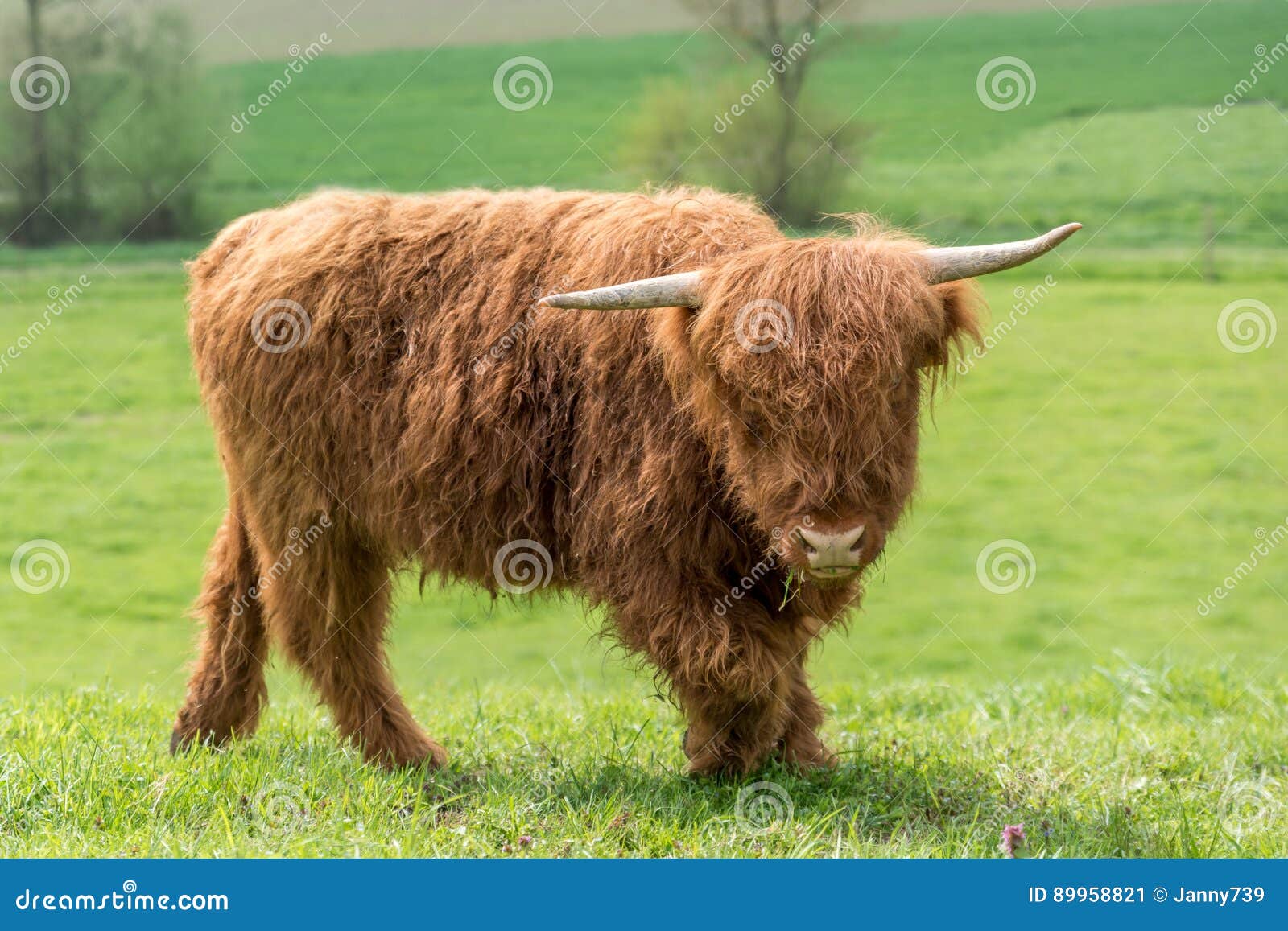 Scottish highland cattle stock image. Image of pasture - 89958821