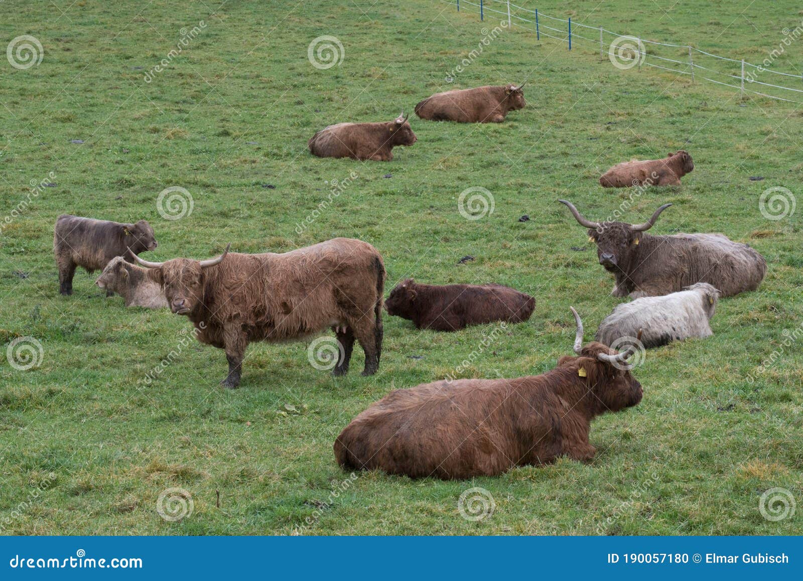Scottish Highland Cattle on the Pasture Stock Photo - Image of cattle ...