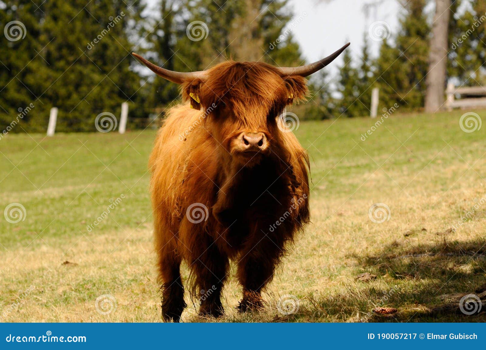 Scottish Highland Cattle on the Pasture Stock Image - Image of grass ...