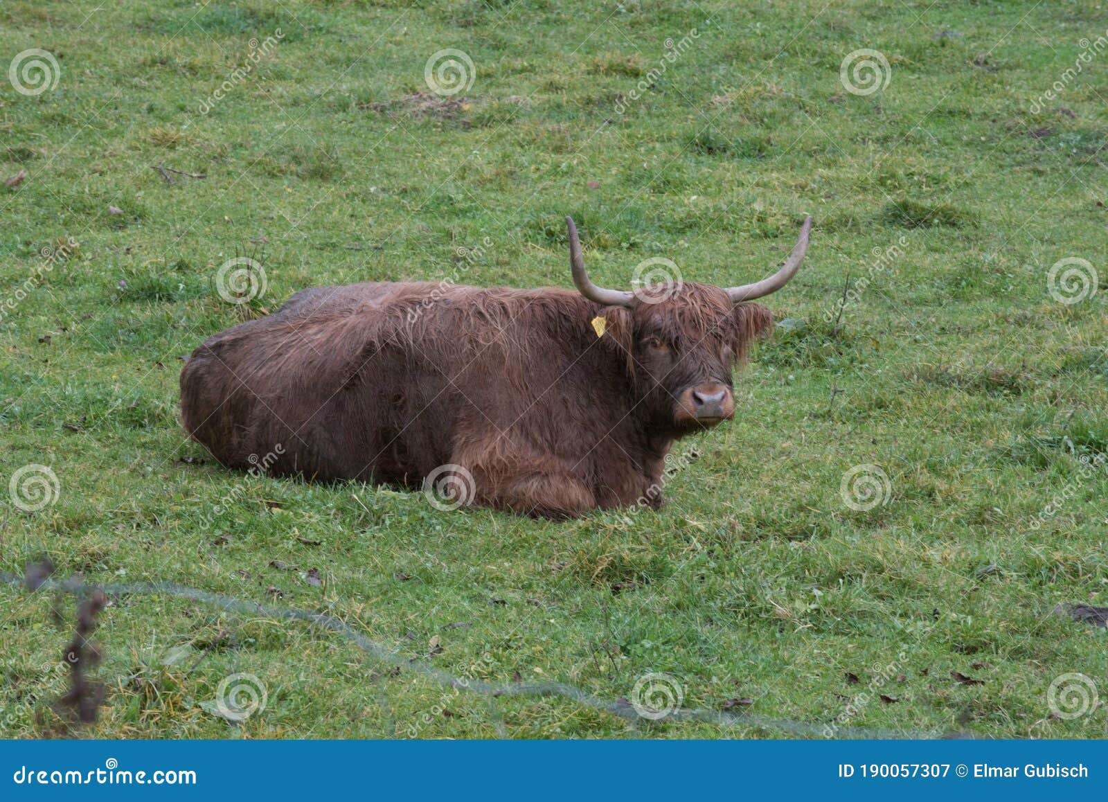Scottish Highland Cattle on the Pasture Stock Image - Image of ...