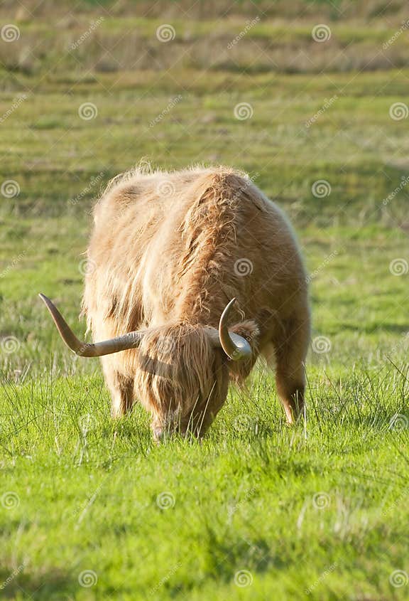 A scottish highland cow stock image. Image of hair, land - 21137579