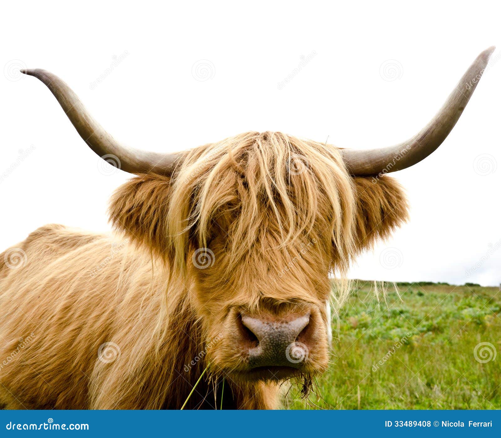 692 Ginger Cow Countryside Stock Photos - Free & Royalty-Free Stock ...