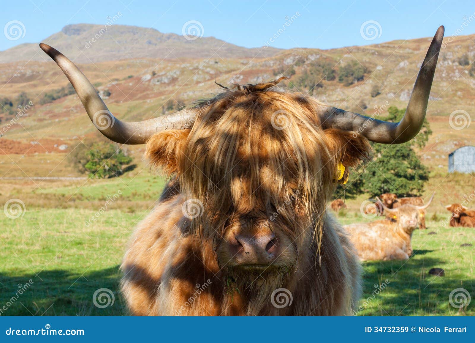 Scottish Highland Cow stock image. Image of live, herbivore - 34732359