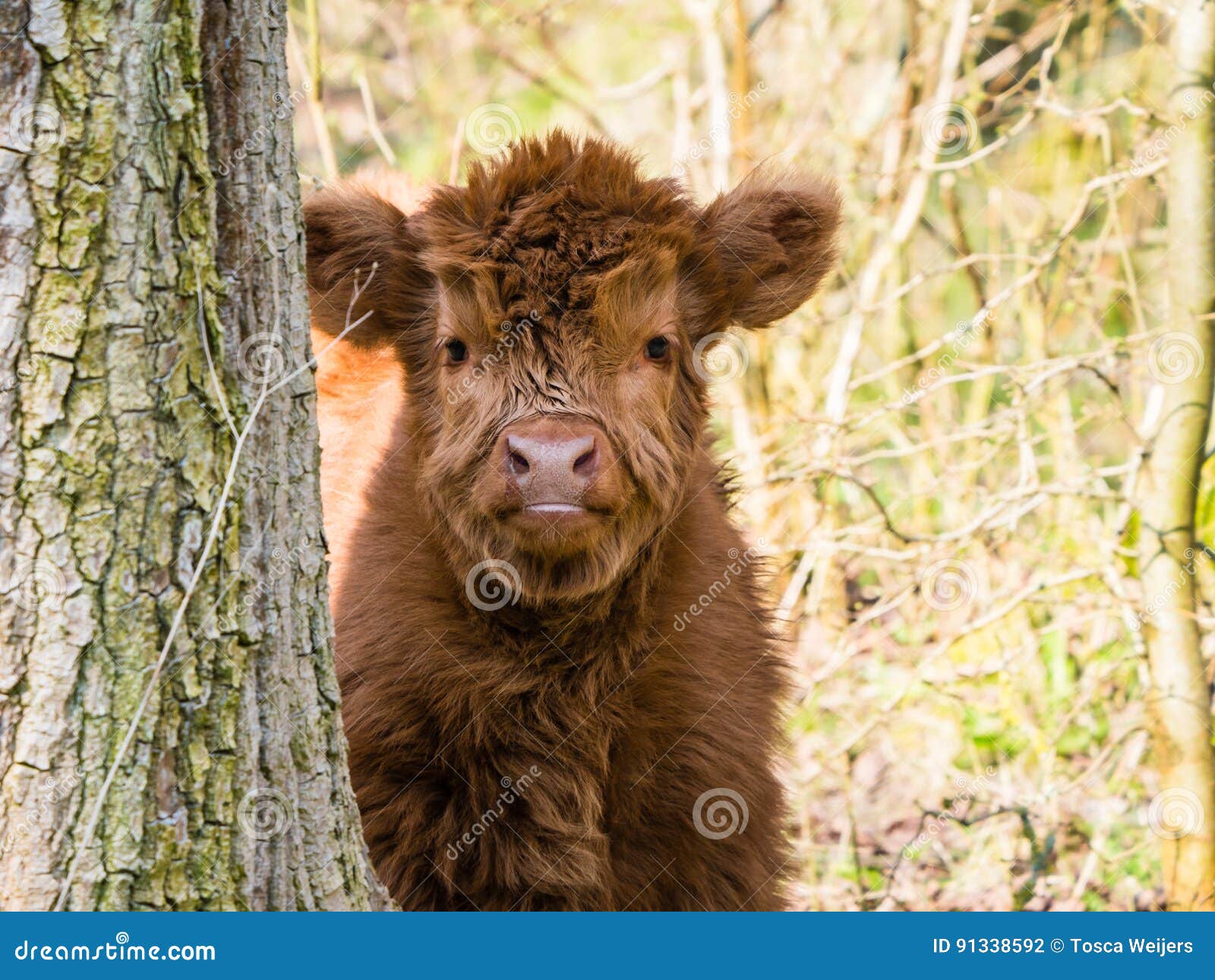 Scottish Highland Cattle Baby