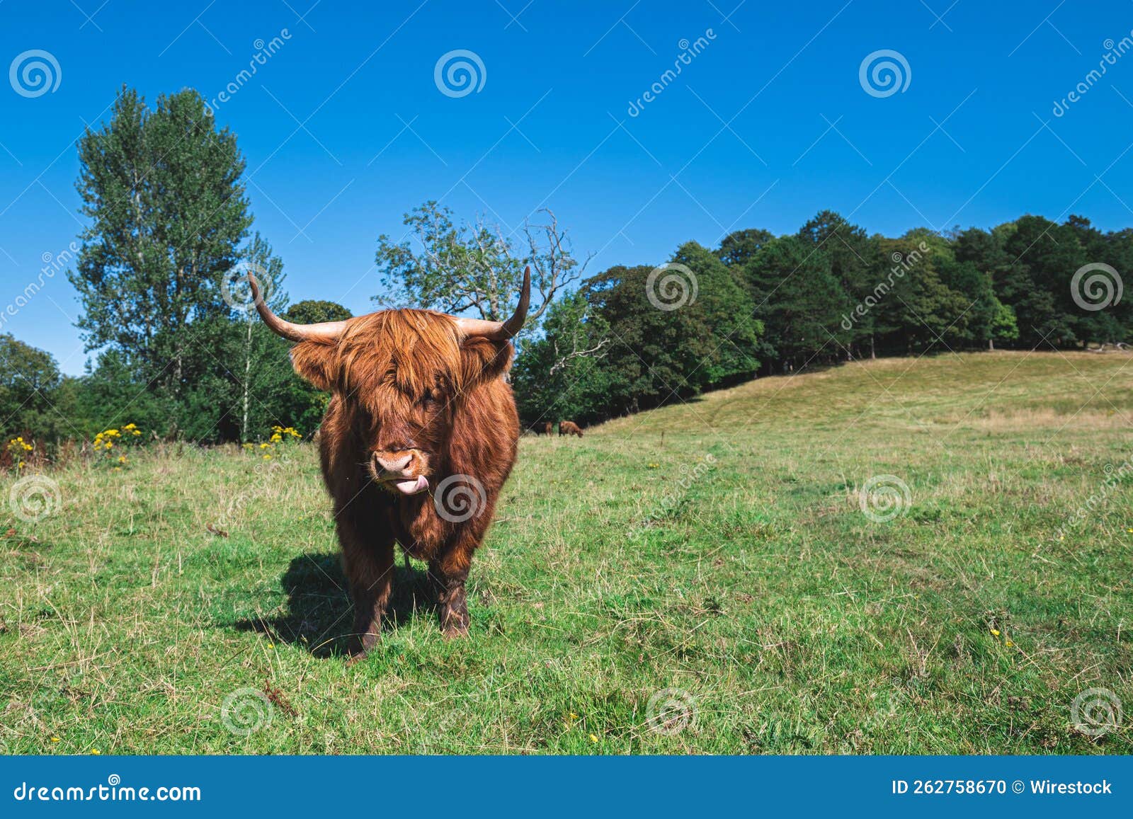Scottish Highland Cow on Pasture Stock Photo - Image of cattle, grass ...