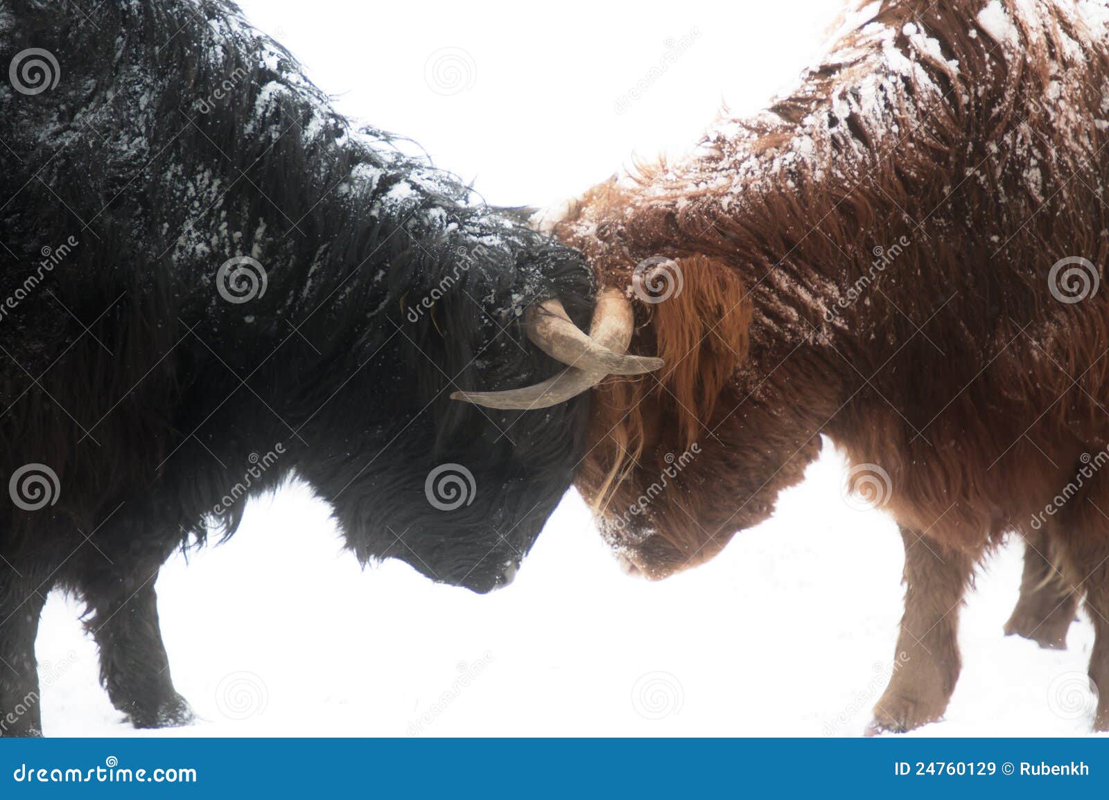 Scottish Highland Cows Fighting in Snow Stock Image - Image of animal ...