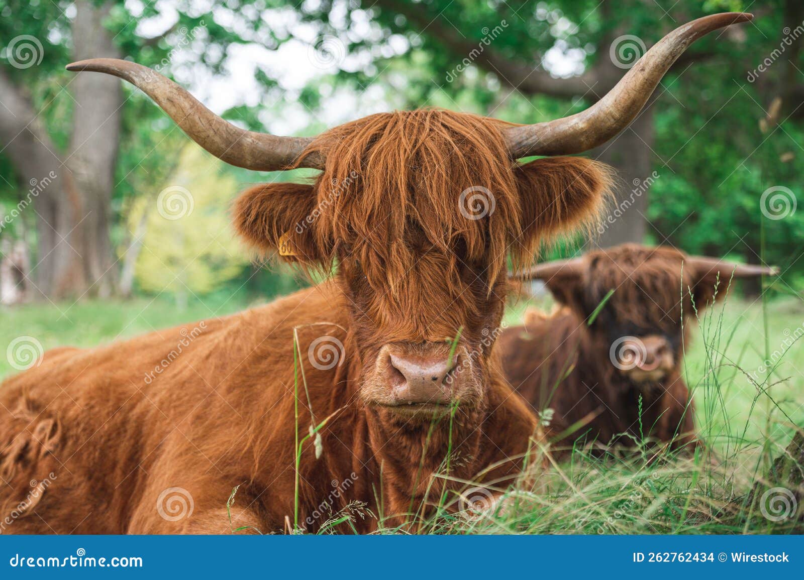 Scottish Highland Cows Lying on the Grass Stock Photo - Image of ...