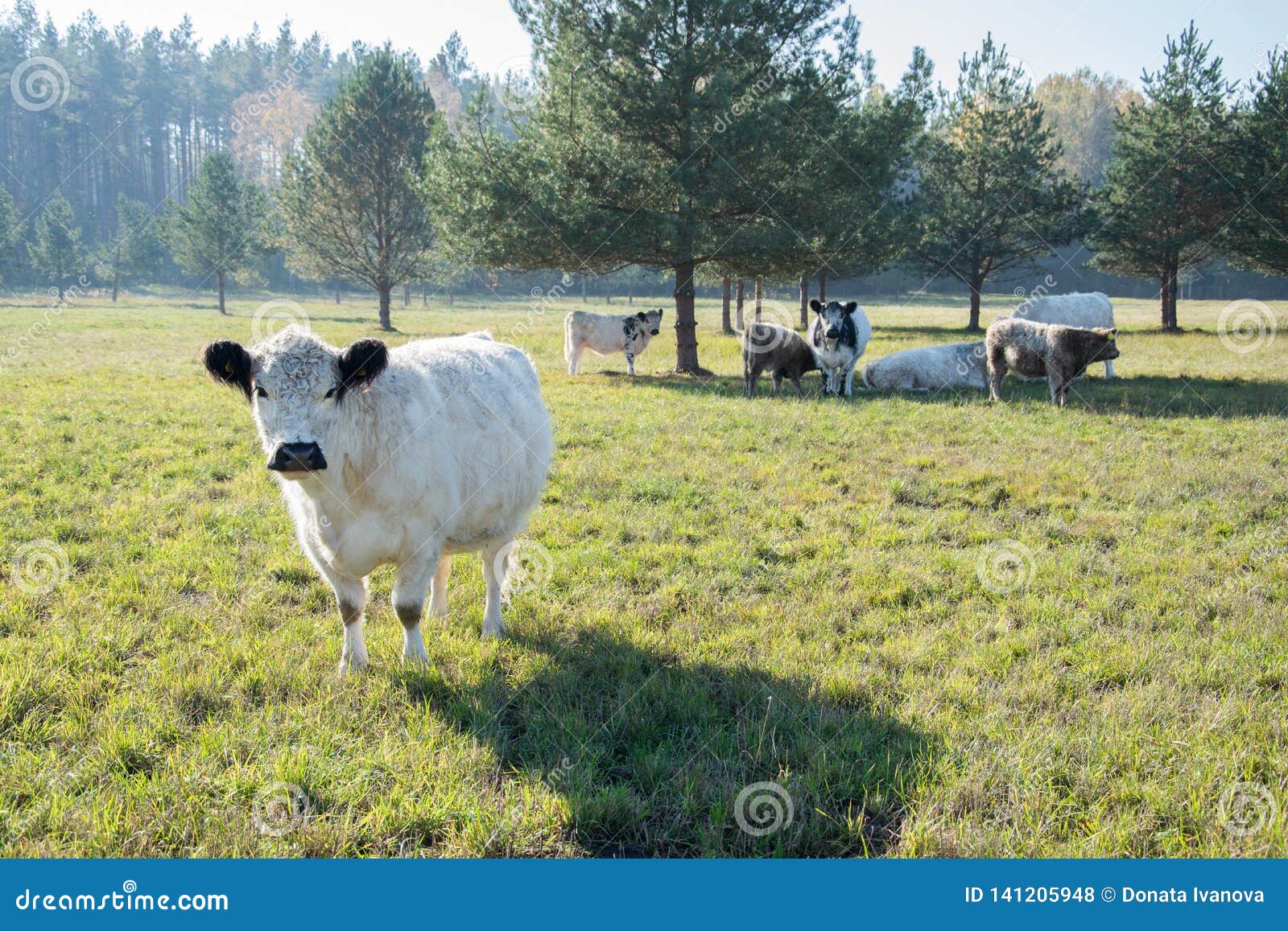 Scottish Highland Cows on the Pasture Stock Photo - Image of bovine ...
