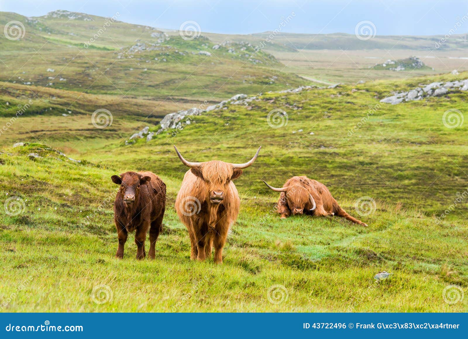 Scottish Highland Cows in the Rain Stock Photo - Image of hair, long ...
