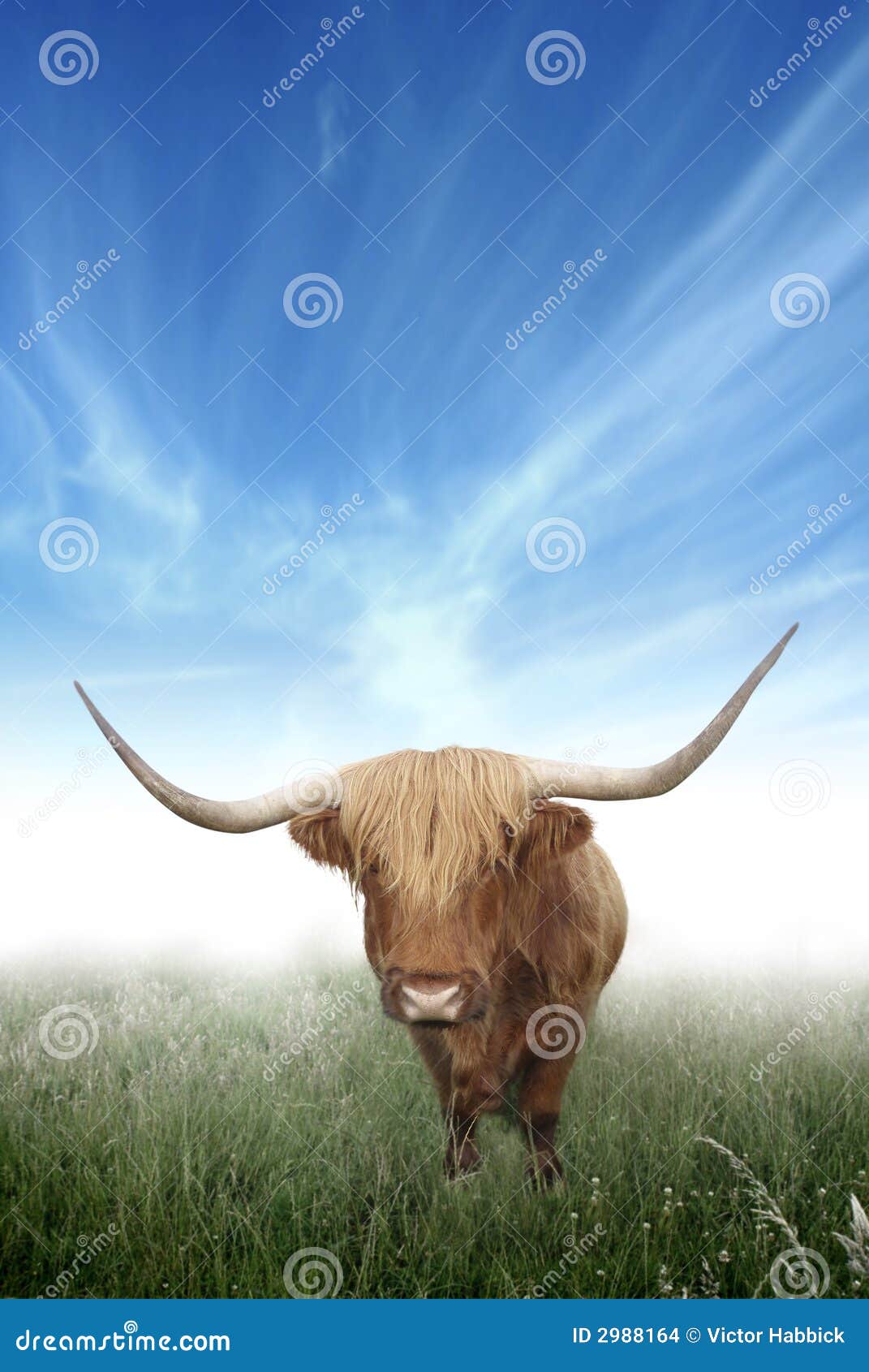Scottish Highland Hairy Cow Stock Photo - Image of bovine, large: 2988164