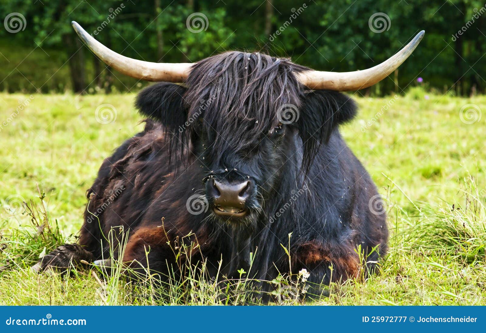 Scottish highland ox stock image. Image of resistent - 25972777