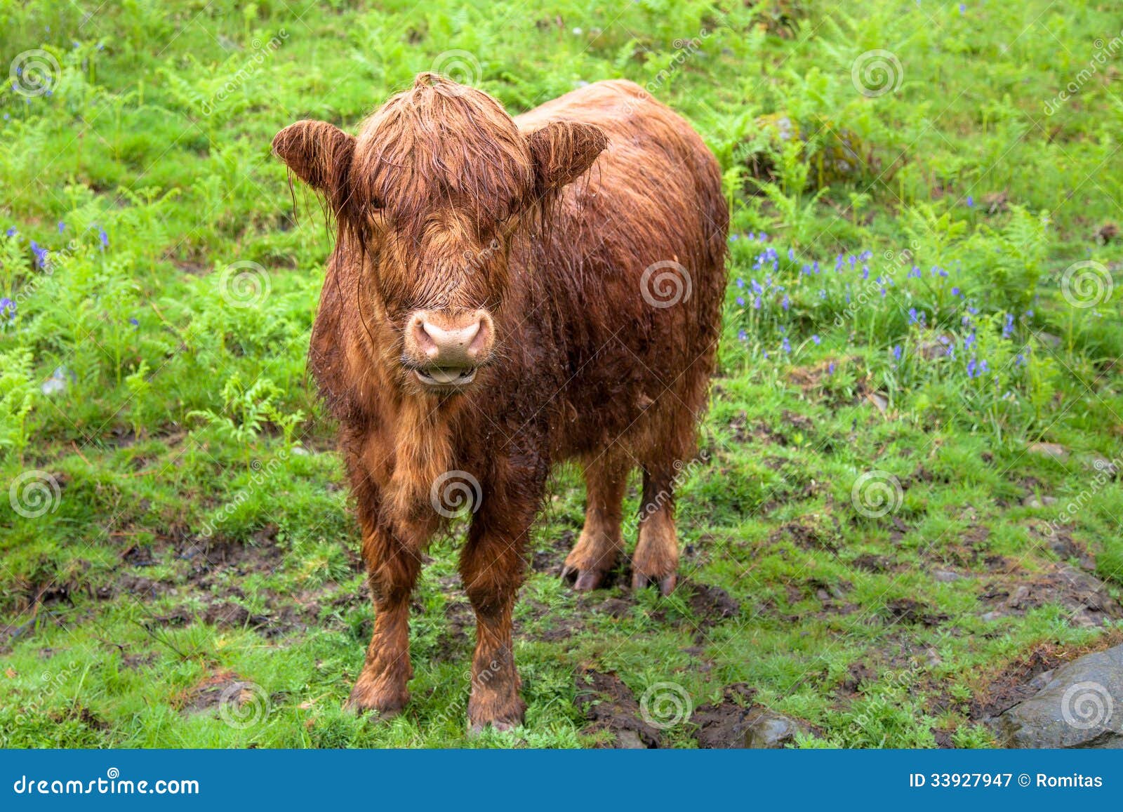 Scottish Highland Red Calf stock image. Image of pasture - 33927947