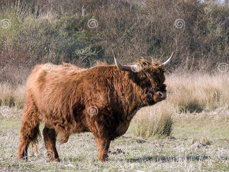 Scottish Highlander stock image. Image of strong, powerful - 10355649