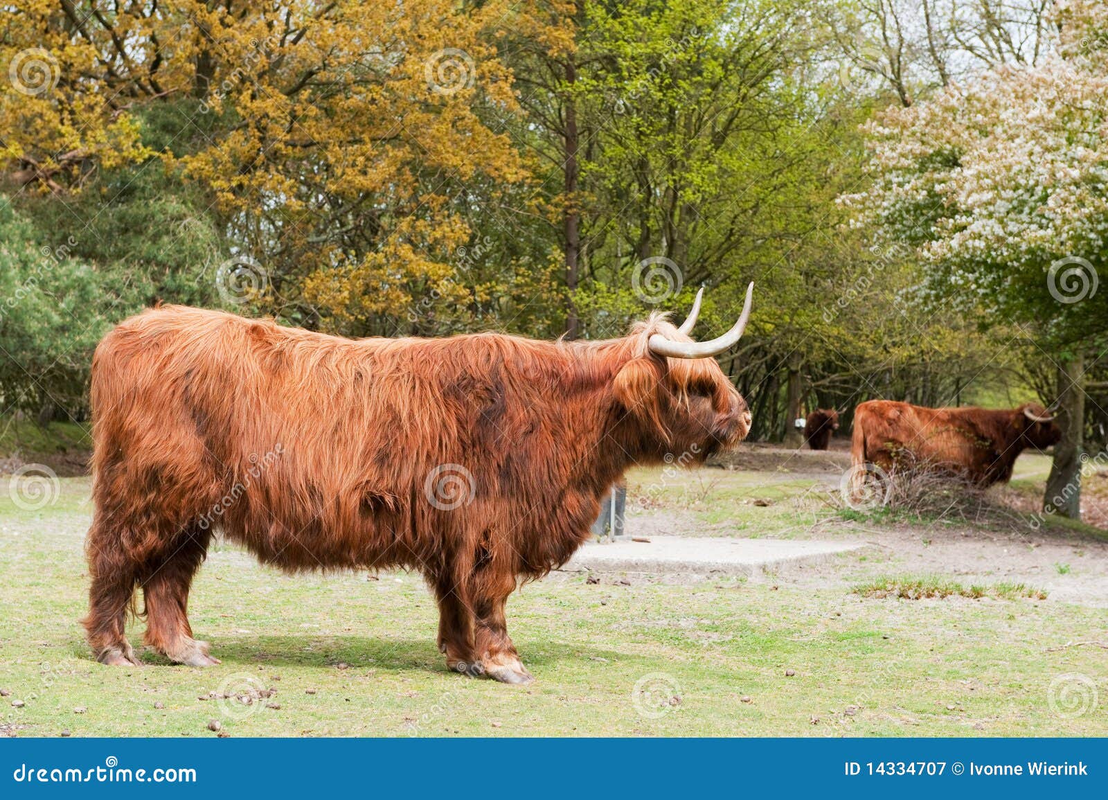 Scottish highlander stock image. Image of fields, grass - 14334707