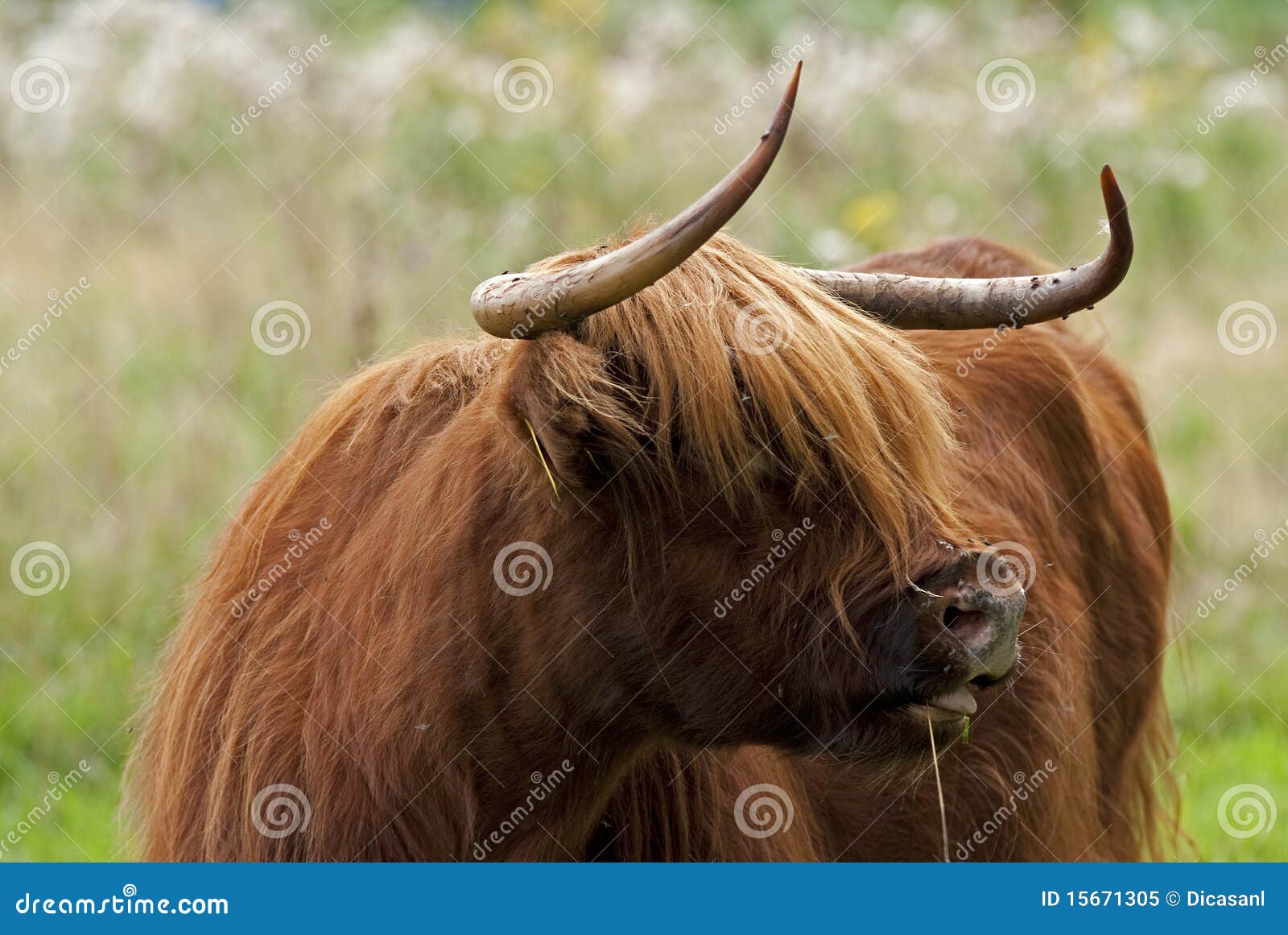 Scottish Highlander stock image. Image of highland, highlander - 15671305