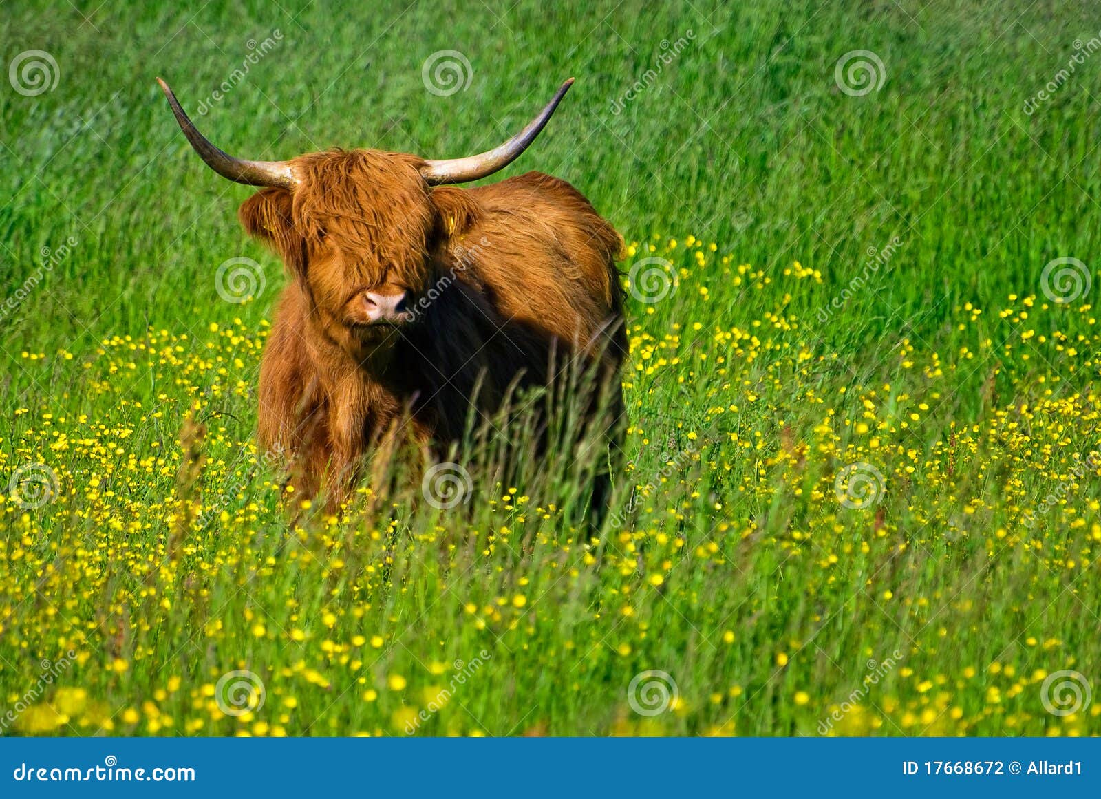 Scottish Highlander stock photo. Image of cattle, netherlands - 17668672