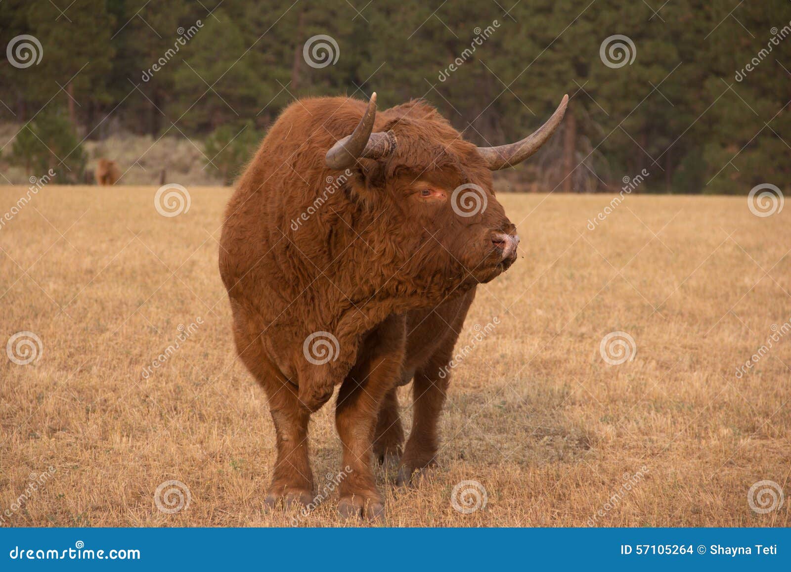 Scottish Highlander Bull Standing in a Field. Stock Photo - Image of ...