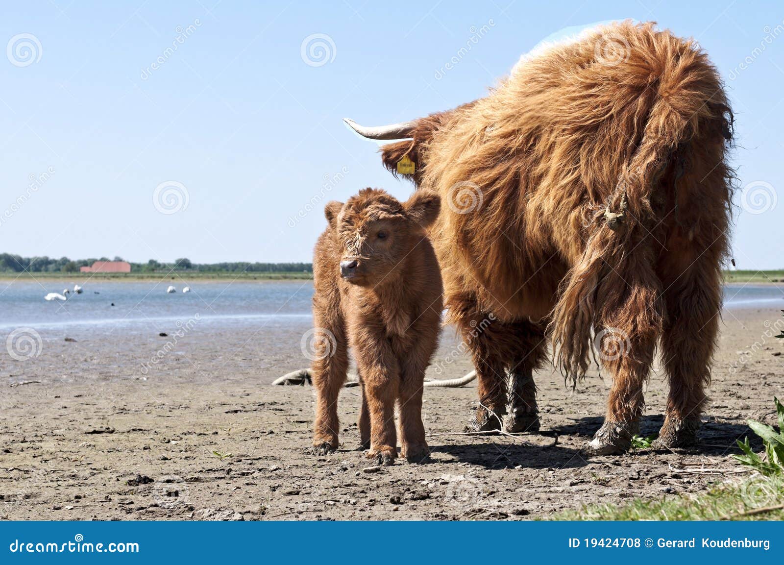 Scottish Highlander with Calf Stock Photo - Image of adorable, calf ...