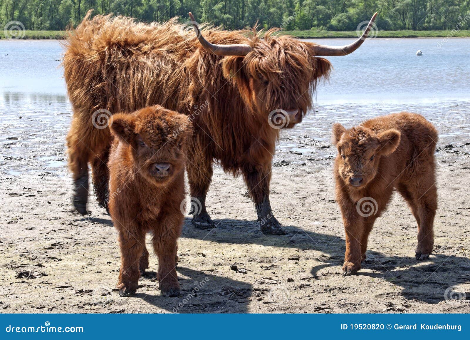 Scottish highlander calf stock photo. Image of lakeside - 19520820