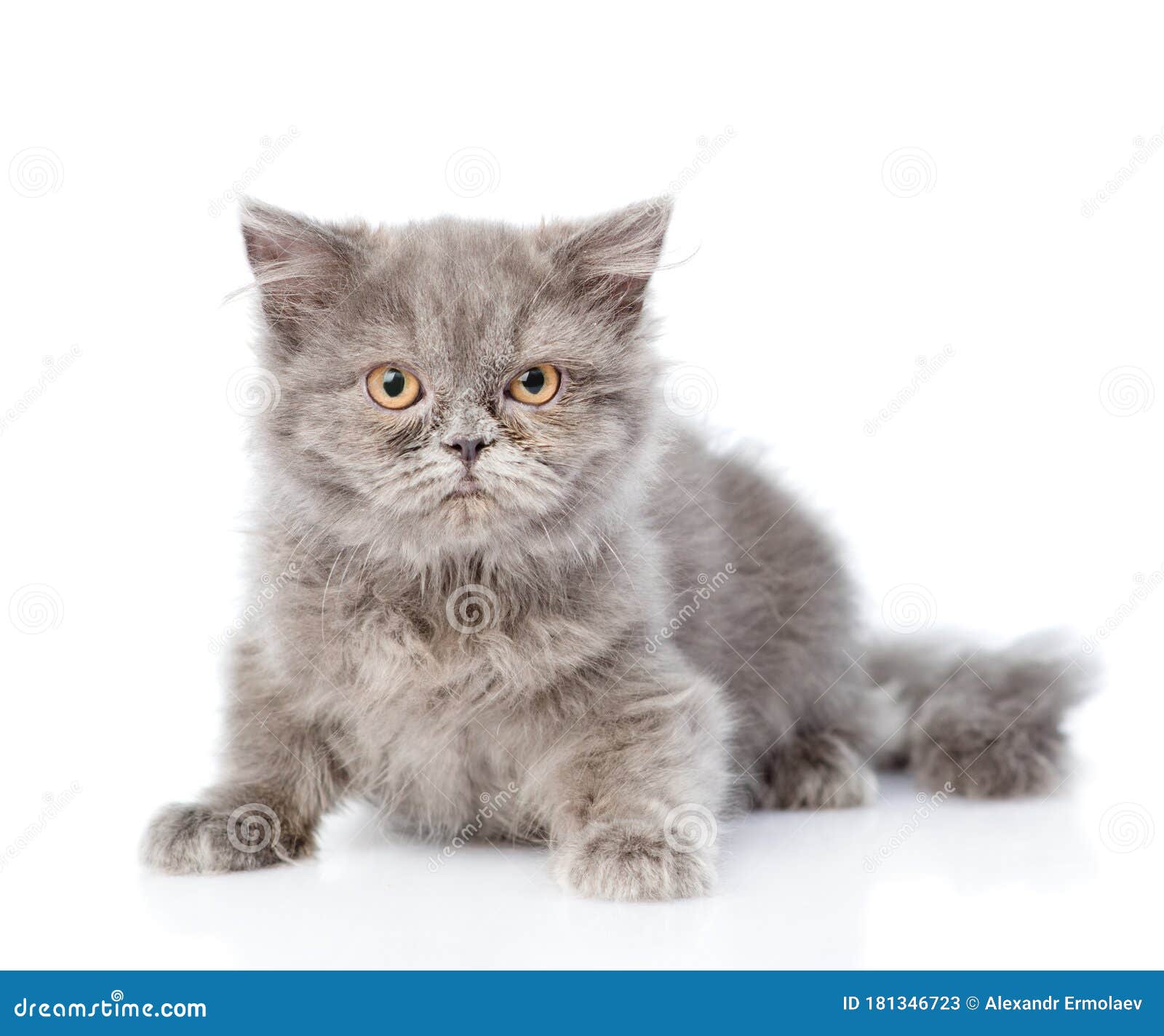Scottish Highlander Cat Looking at Camera. Isolated on White Background ...