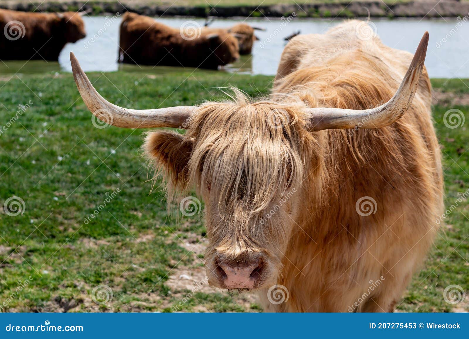 Scottish Highlander Cattle with a Lake in the Background Stock Image ...