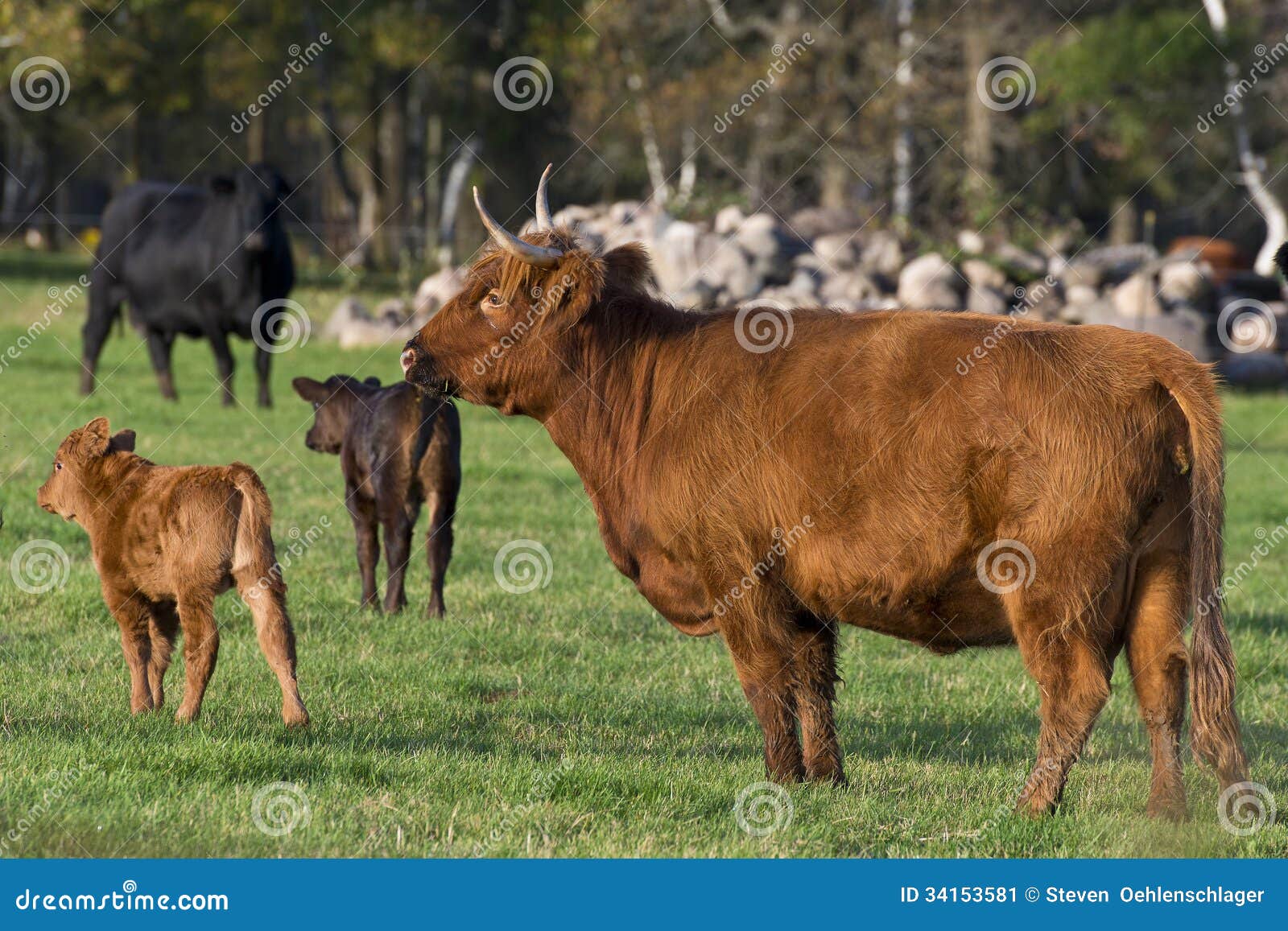 Scottish Highlander Cow stock image. Image of bull, highlander - 34153581