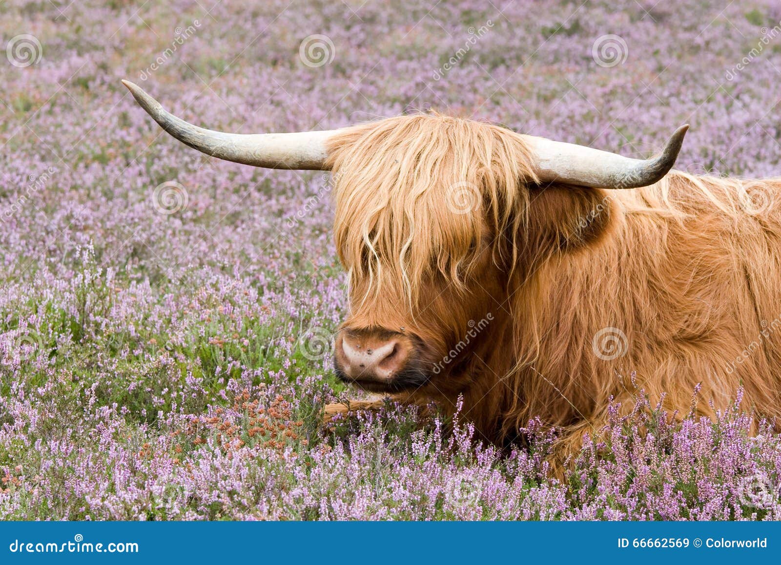 Scottish highlander cow stock image. Image of scotland - 66662569