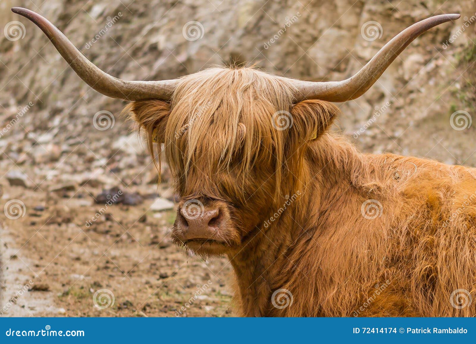Scottish highlander stock photo. Image of grass, chewing - 72414174
