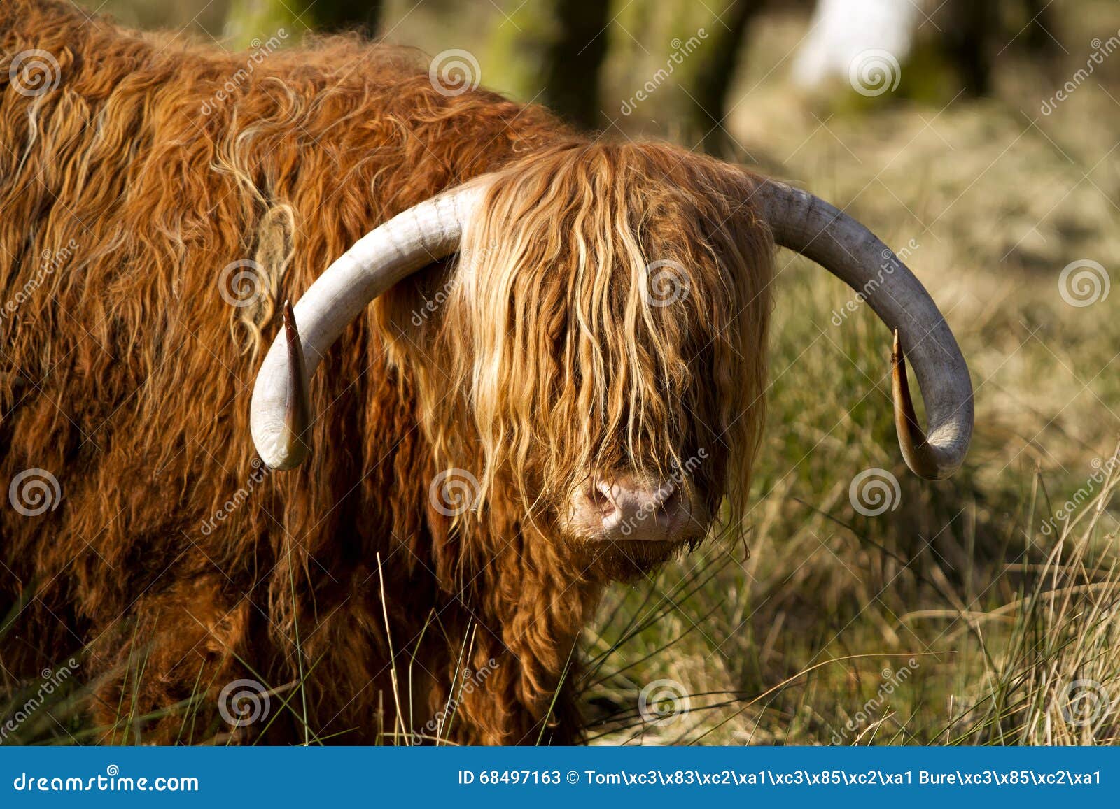 Scottish highlander ox stock image. Image of outside - 68497163