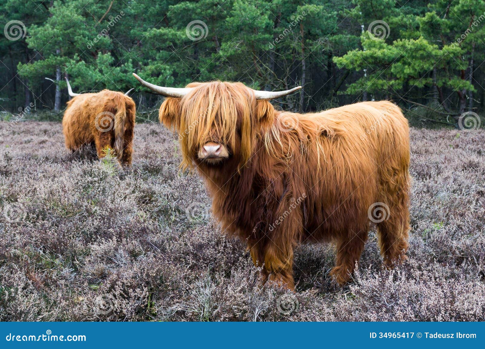 Scottish highlander ox stock image. Image of animal, reserve - 34965417