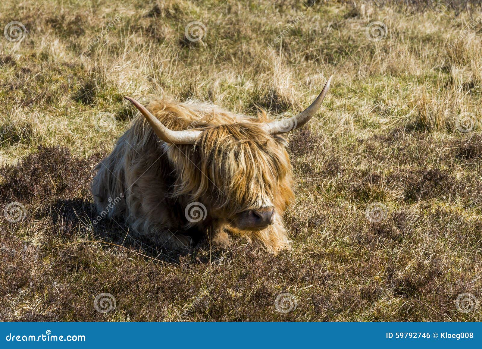 Scottish Highlander Scotland Stock Photo - Image of hairy, head: 59792746