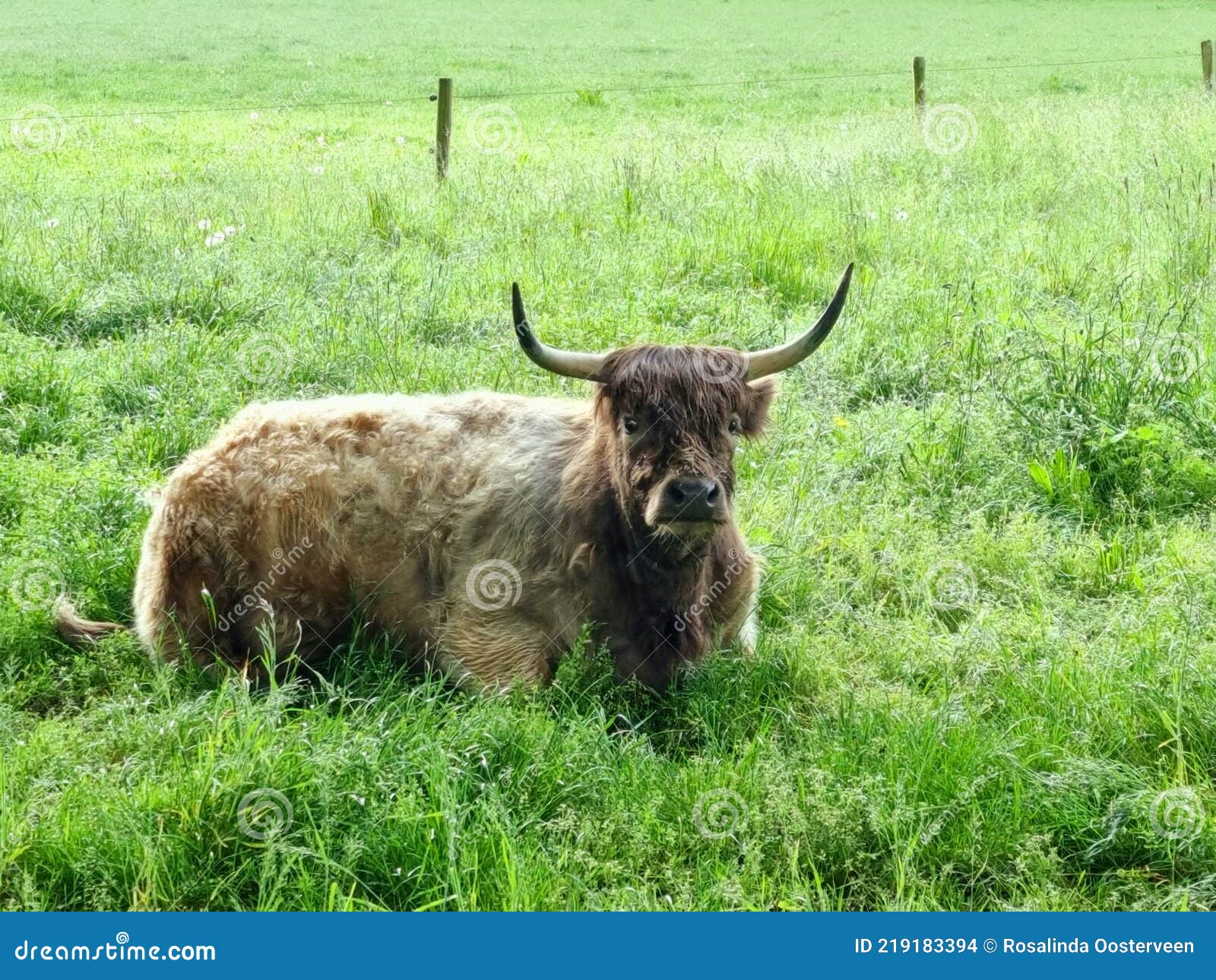 A Scottish Highlander stock photo. Image of farm, grass - 219183394