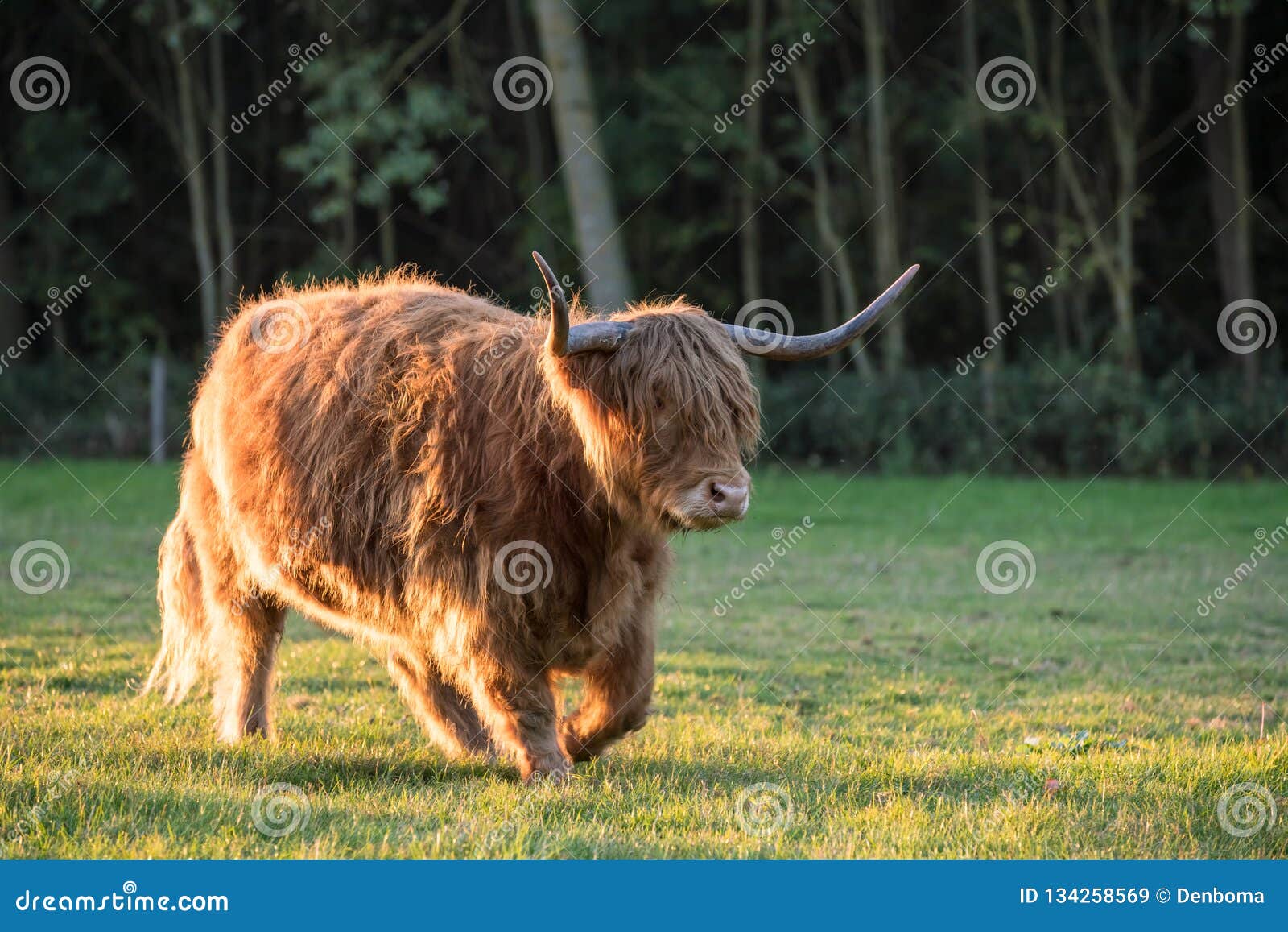 An Scottish Highlander stock image. Image of mammal - 134258569